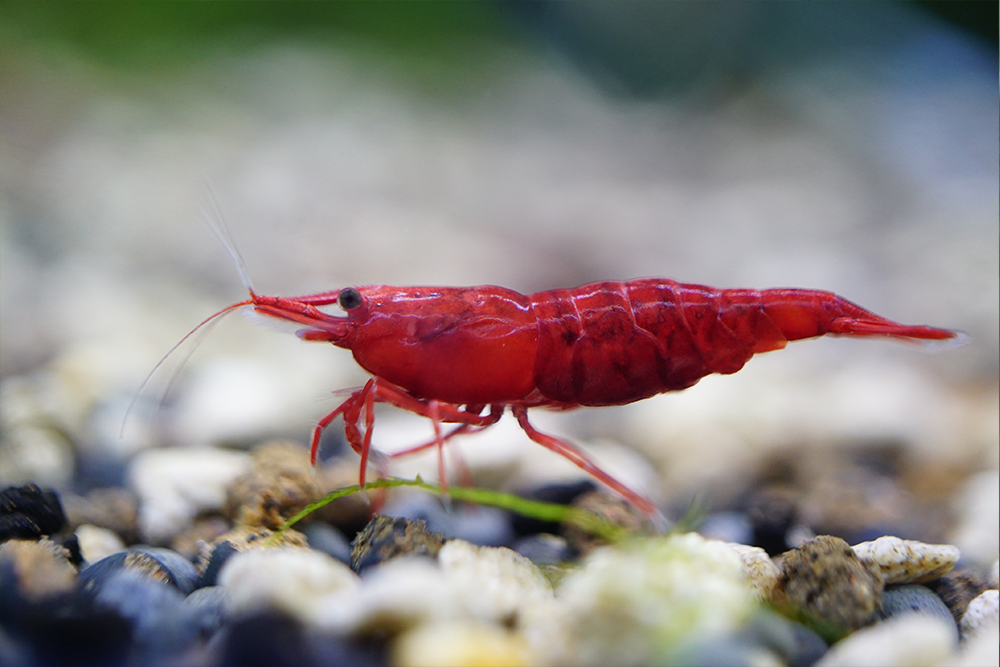 FIRE RED plus for DOA – Blue Crown Aqua