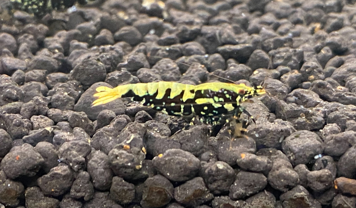 Blue Crown Aquatics Trade