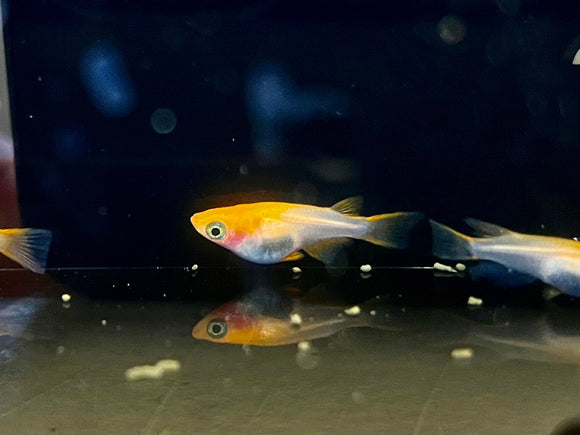 Medaka – Blue Crown Aquatic