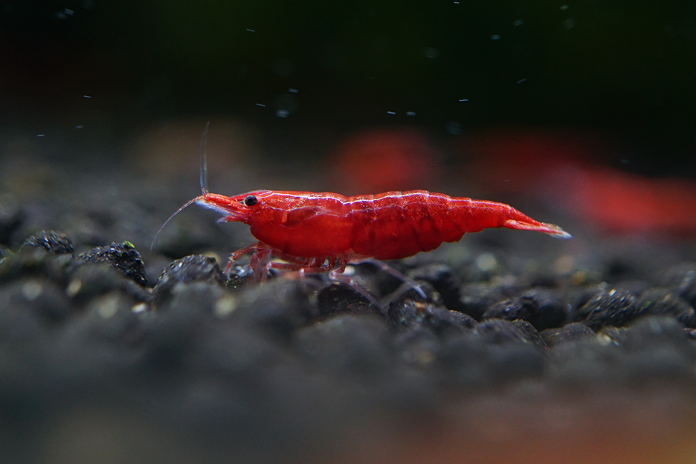 Blue Crown Aquatics Trade